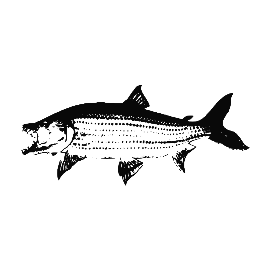 Tiervis – tagged "Tiervis" – PureDier